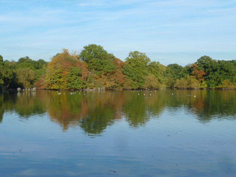 Social Walk: Chingford & Epping Forest [Event Canceled] – The ...
